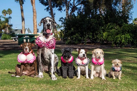 ‘Good’ Cancers and ‘Bad’ – Cancer Cans